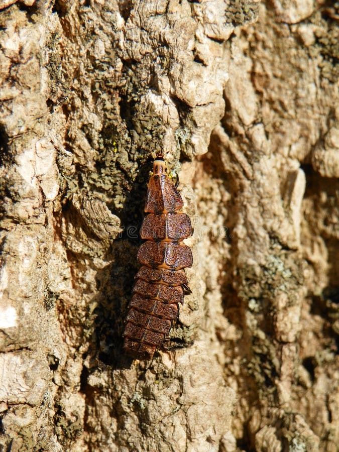 Glow Worm Larva Crawling Up Tree Bark Stock Image - Image of segmented ...