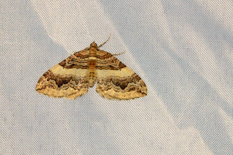 Pyralidae moth stock photo. Image of moth, broen, wild - 252008186