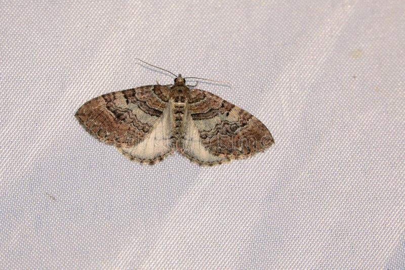 Pyralidae moth stock image. Image of lepidoptera, life - 264250369