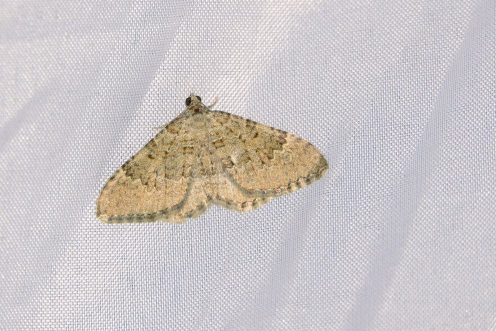 Pyralidae moth stock image. Image of insect, grey, animal - 251288117