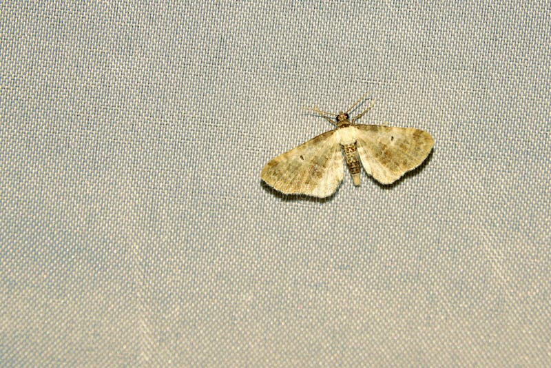 Pyralidae moth stock photo. Image of insects, insect - 264250386