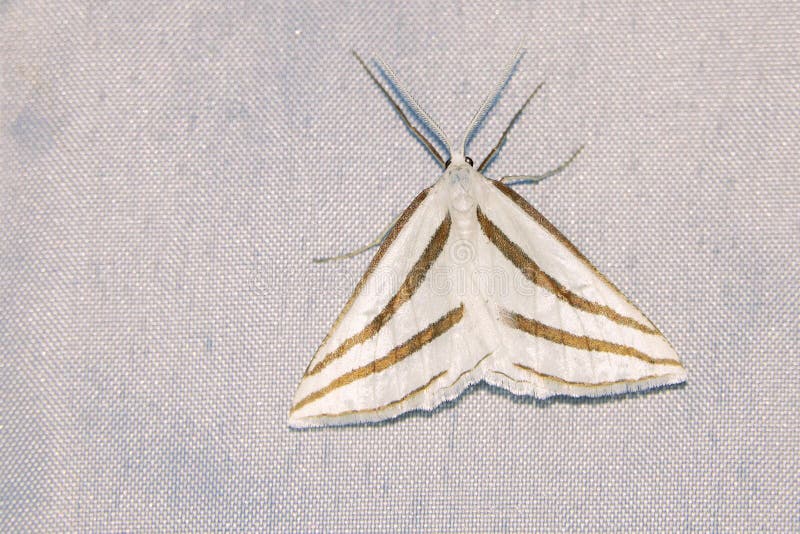 Pyralidae moth stock image. Image of insect, animals - 251287861