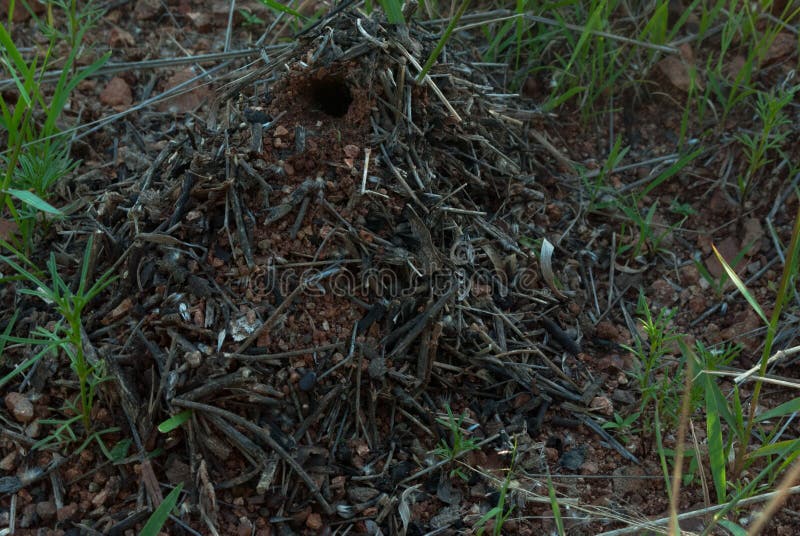 Ant Pyramid Stock Photos - Free & Royalty-Free Stock Photos from Dreamstime