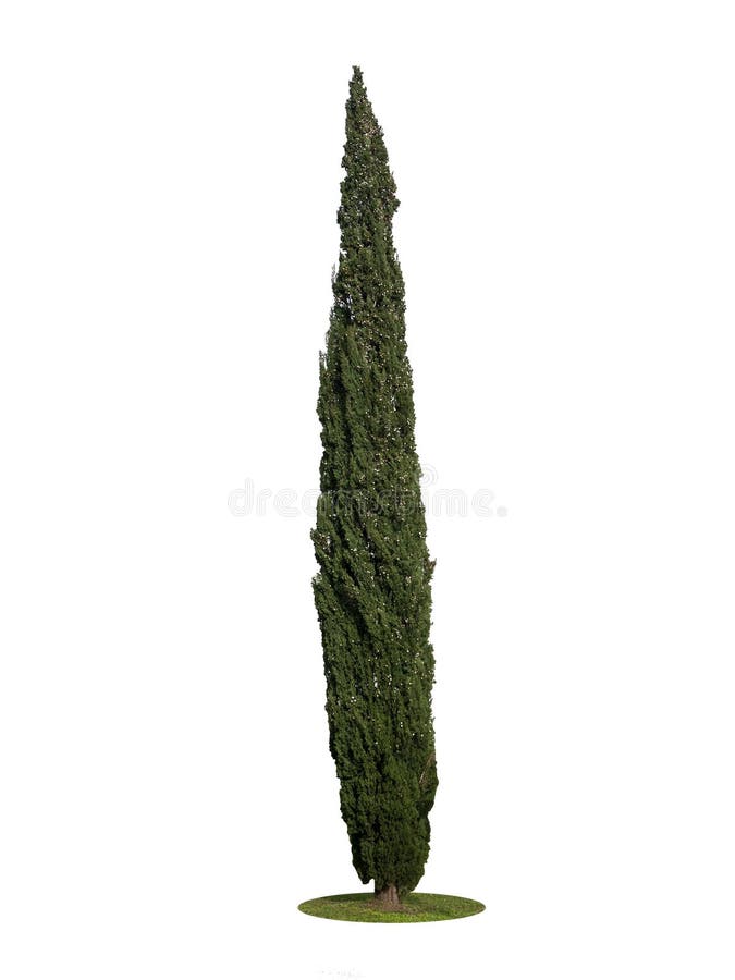 Pyramid Cupressus Stock Photos - Free & Royalty-Free Stock Photos from ...
