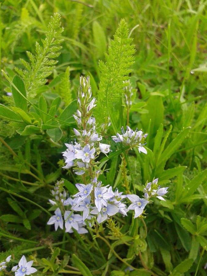Pyramid flower stock photo. Image of nice, flower, green - 54083212