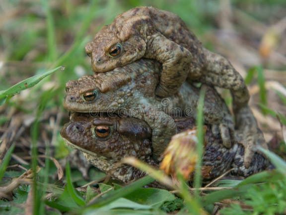 The pyramid of frogs stock image. Image of life, swimming - 33510657