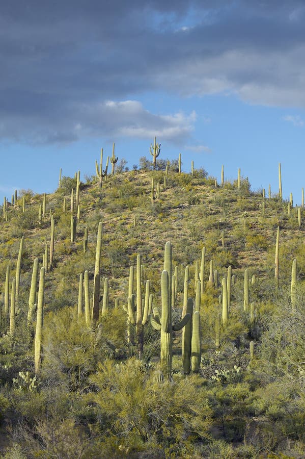 Pyramid Giant Sonoran Saguaro Cactus Stock Photos - Free & Royalty-Free ...