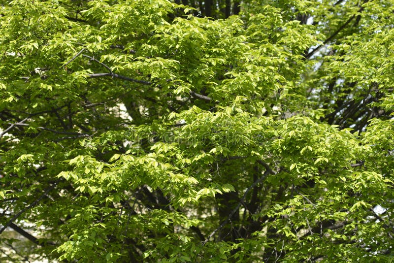 Pyramid hornbeam stock image. Image of carpinus, branch - 237650959