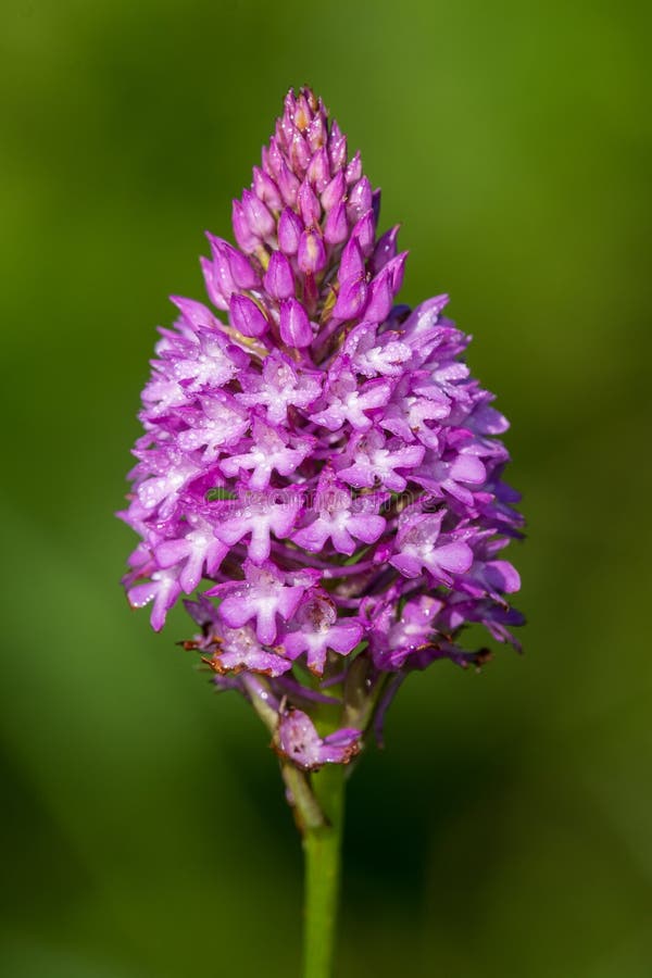 Pyramid Orchid Anacamptis Pyramidalis Stock Photo - Image of ...