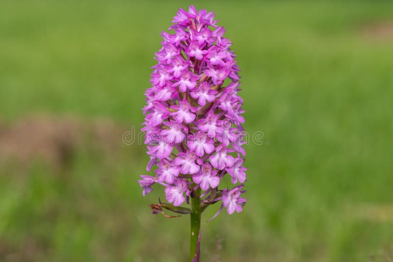 Pyramid Orchid Anacamptis Pyramidalis Flower Stock Photo - Image of ...