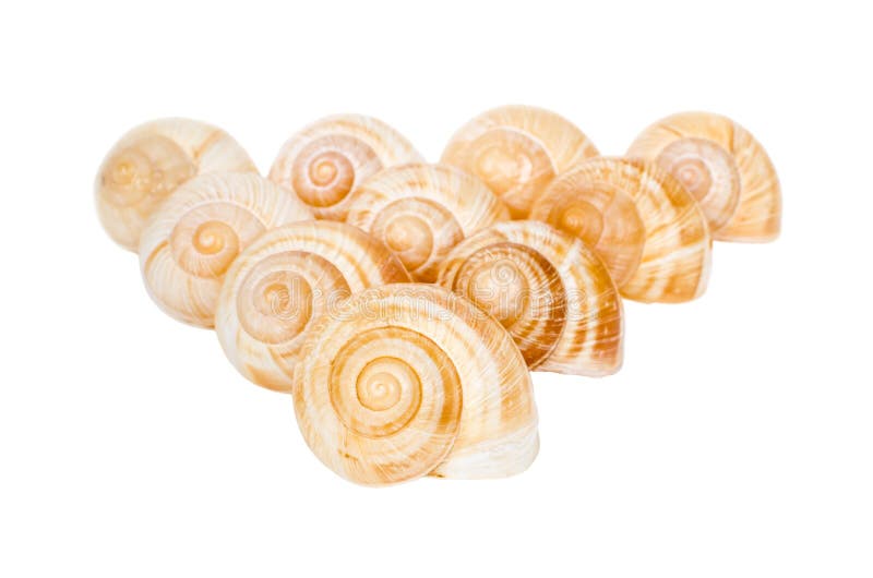 11,770 Spiral Shells Stock Photos - Free & Royalty-Free Stock Photos ...