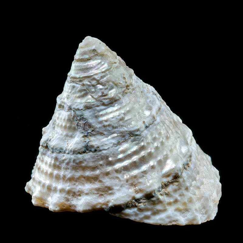 Pyramid Trochus Shell Tectus Pyramis on Black Background Stock Photo ...