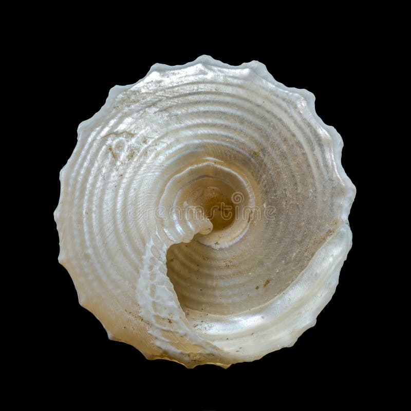 Pyramid Trochus Shell Tectus Pyramis on Black Background Stock Image ...