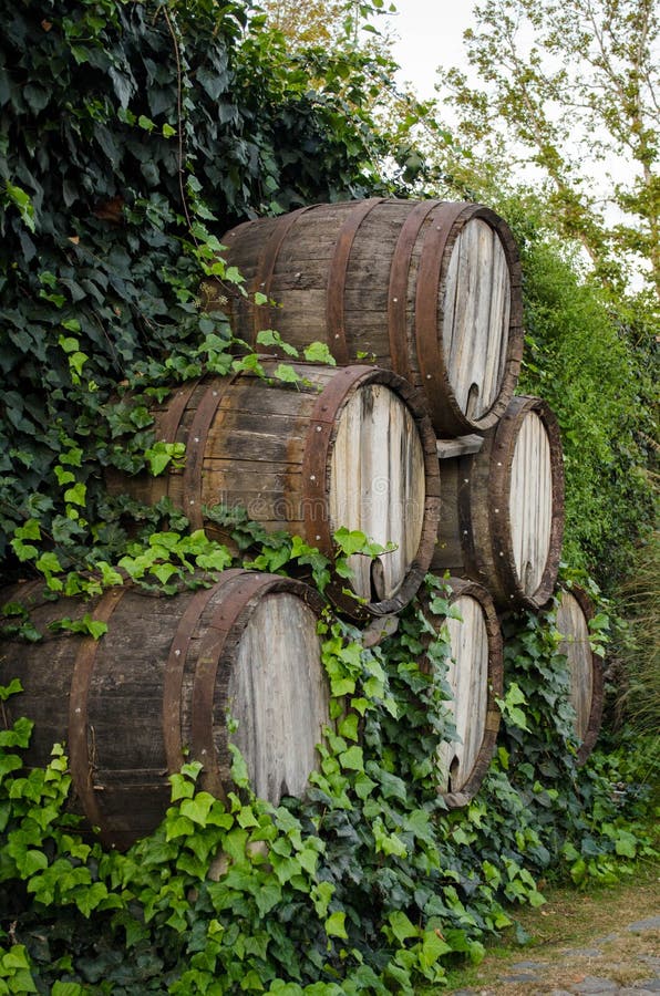 Pyramid of Wine Barrels Covered in Ivy Stock Image - Image of country ...