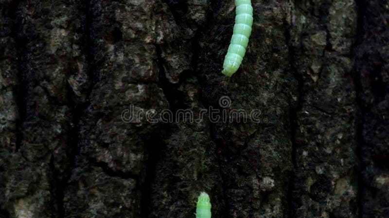 Pyramidal Green Fruitworm Crawling Endlessly Along a Tree Trunk Stock ...