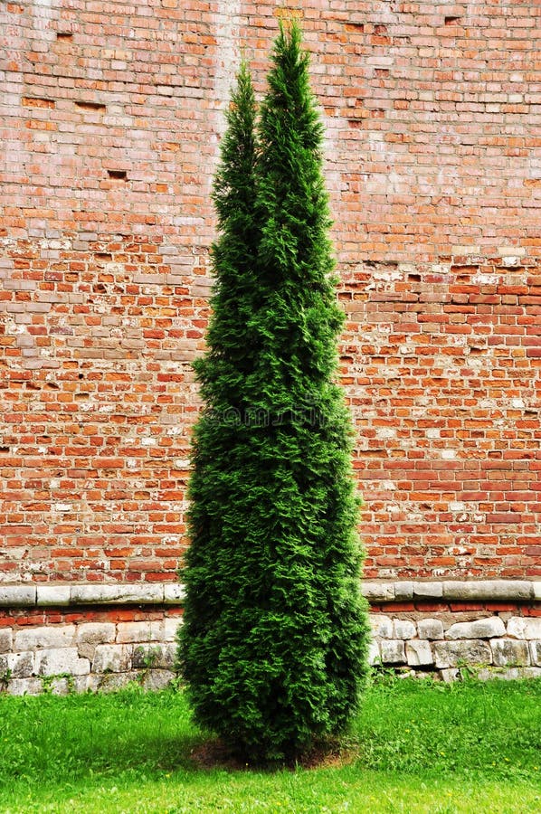 Pyramidal tree stock image. Image of ornamental, versailles - 42956683