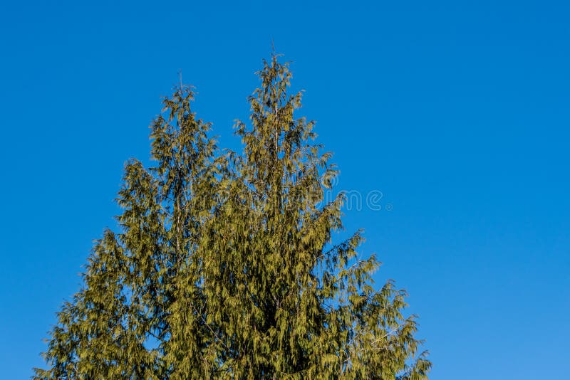 Pyramidal Green Trees Against a Blue Cloudless Sky Stock Image - Image ...
