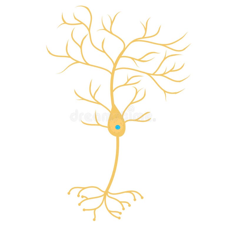 Pyramidal Neurons Stock Illustrations – 90 Pyramidal Neurons Stock ...
