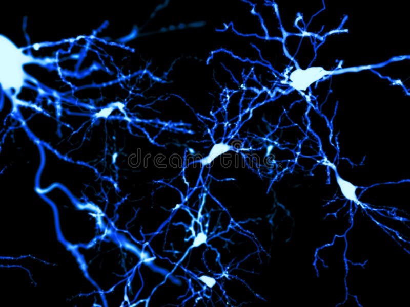 Pyramidal Neurons Marked By Fluorescence Stock Illustration ... Pyramidal Neurons Marked By Fluorescence Stock Illustration ...