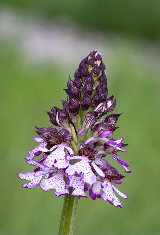 Pyramidal Orchid Anacamptis Pyramidalis Stock Image - Image of orchids ...