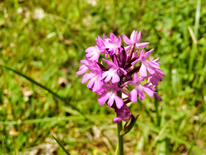 Pyramidal Orchid stock photo. Image of meadow, drop - 277995268