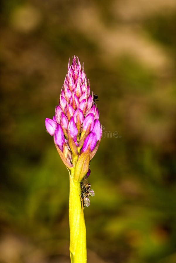 Pyramidal Orchid, German Wild Orchid Stock Image - Image of endangered ...