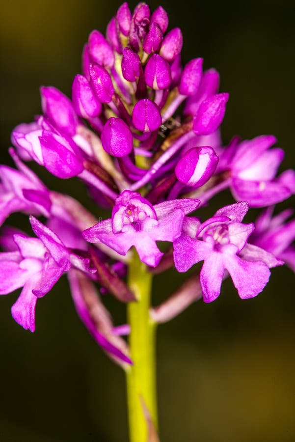 Pyramidal Orchid, German Wild Orchid Stock Photo - Image of marsh ...