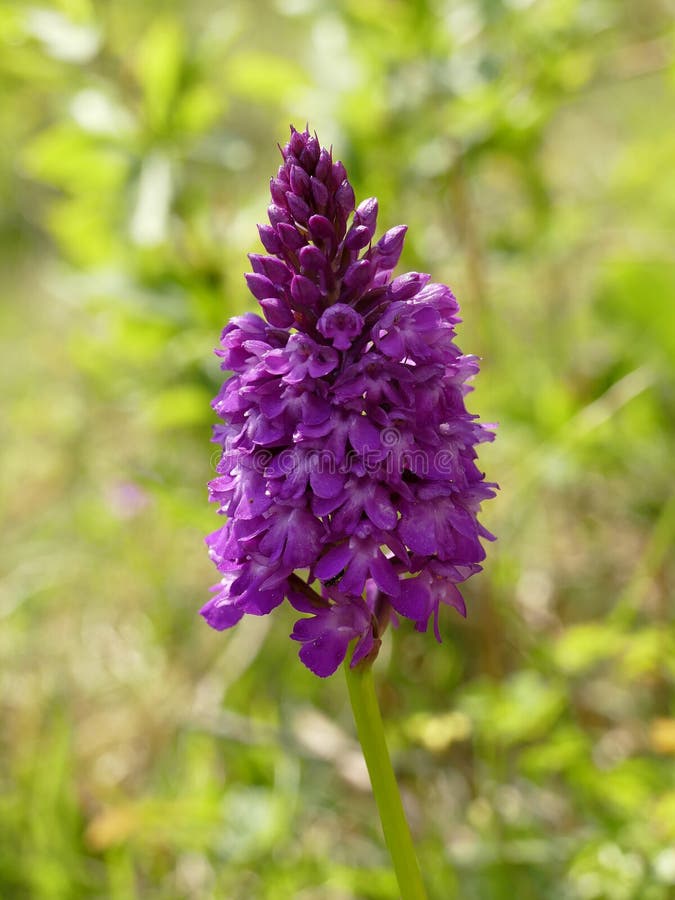 Pyramidal Orchid, German Wild Orchid Stock Image - Image of german ...
