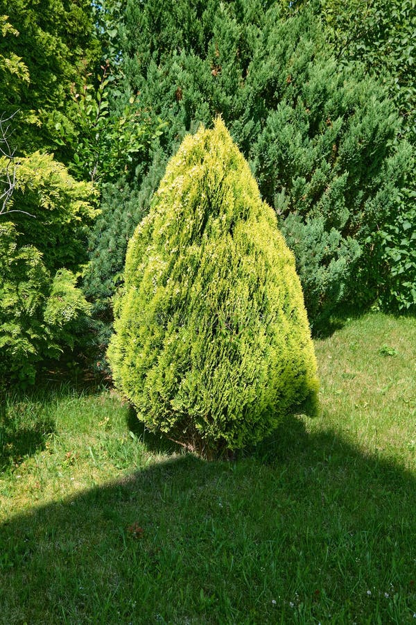 Pyramidal Thuja Tree in Sunny Landscape Park. Stock Photo - Image of ...