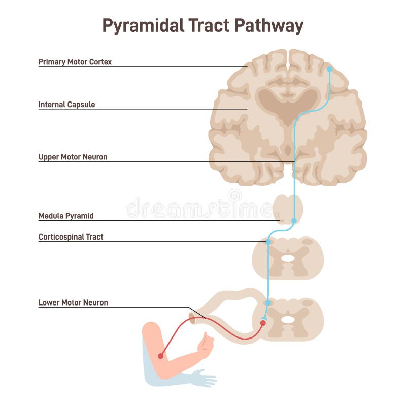 Somatic Nervous System Pathway