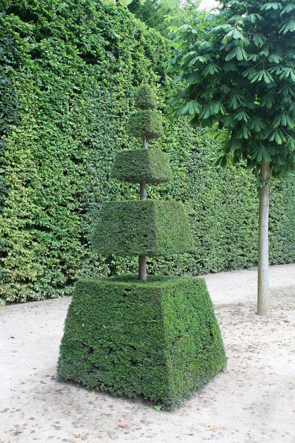 Pyramidal tree stock image. Image of ornamental, versailles - 42956683