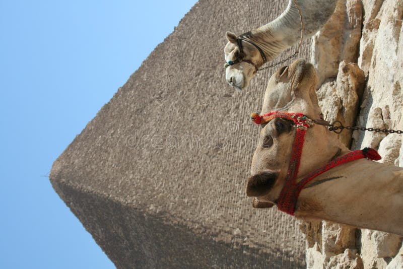 The Pyramids In Gaza Picture. Image: 6112276