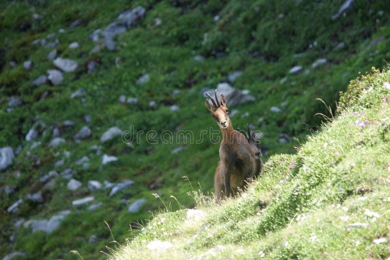 Pyrenean Chamois stock image. Image of ruminant, outdoor - 16971787