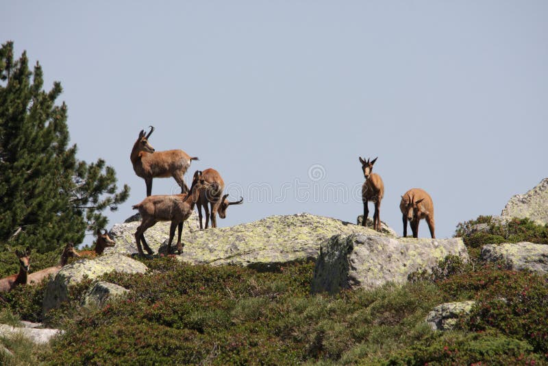 Pyrenean chamois stock image. Image of nature, mammal - 21501221