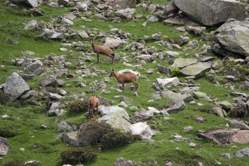 Pyrenean chamois stock image. Image of nature, mammal - 21501221