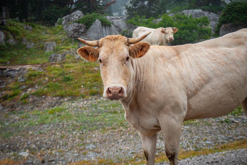Pyrenean Cows in the Navarrese Pyrenees, Spain Stock Photo - Image of ...