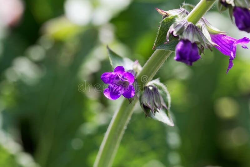 Purple Dead Nettle Lamium Purpureum Stock Image - Image of head ...