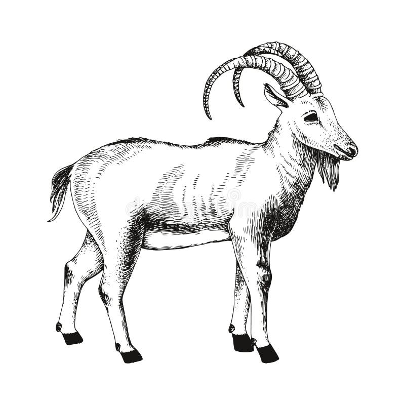 Bucardo Stock Illustrations – 3 Bucardo Stock Illustrations, Vectors ...