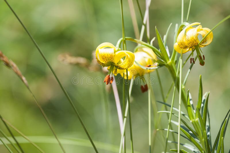 Pyrenean Lily stock photo. Image of flower, pyrenean - 63337460