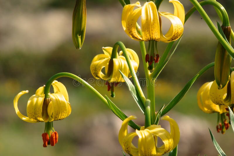 Pyrenean Lily stock photo. Image of petal, pyrenaicum - 44828574