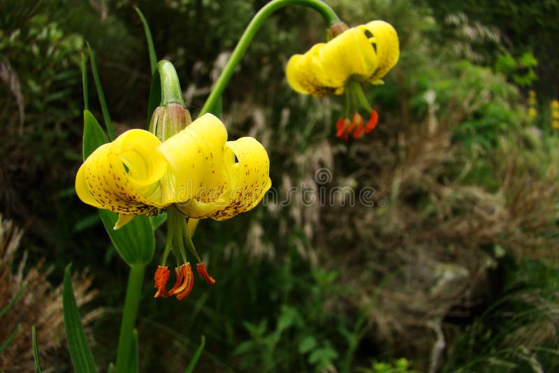 Pyrenean Lily stock photo. Image of flower, lilium, pyrenean - 44828676