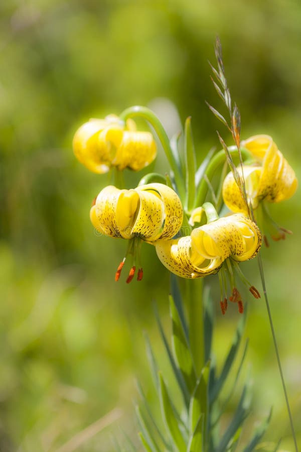Pyrenean Lily stock photo. Image of flower, lilium, pyrenean - 44828676