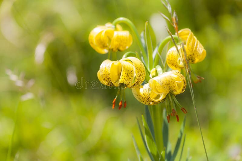Pyrenean Lily stock image. Image of martagon, lilium - 62155719
