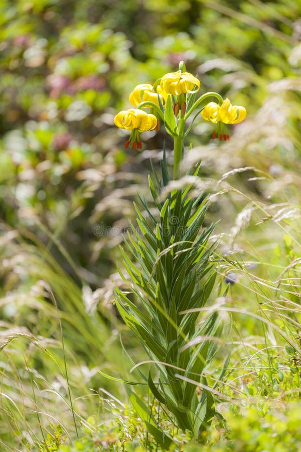 Pyrenean Lily stock image. Image of pyrenees, spotted - 62155809