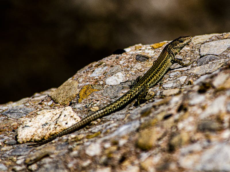 Pyrenean Long-tailed Lizard Sunbathing on a Rock Stock Image - Image of ...