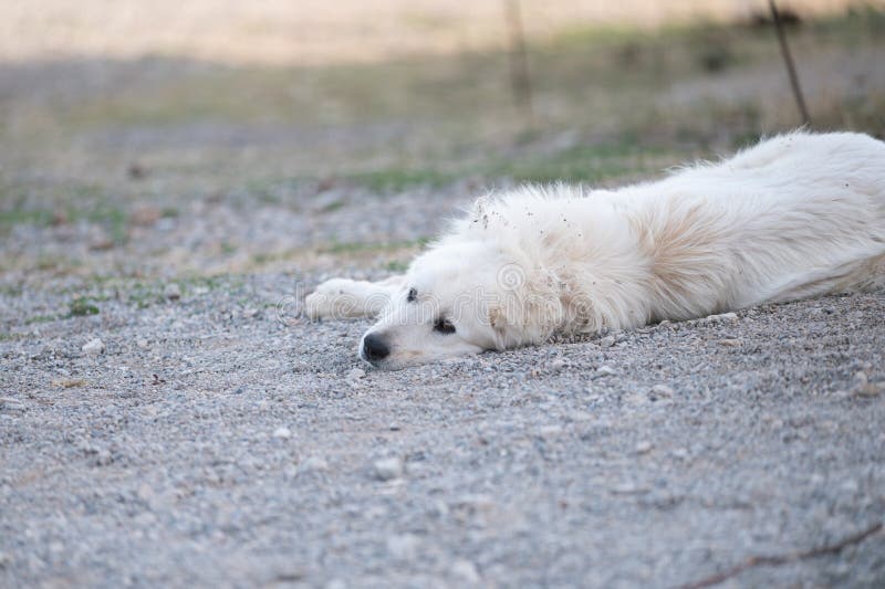 Pyrenean Mastiff on a Farm in Summer after Shearing Stock Image - Image ...