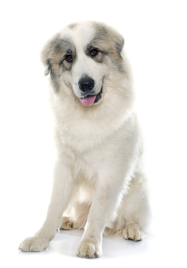 Great Pyrenees Dog stock photo. Image of beautiful, happy - 19626466