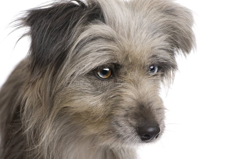 Pyrenean Shepherd (1 year) stock photo. Image of pets - 7274008