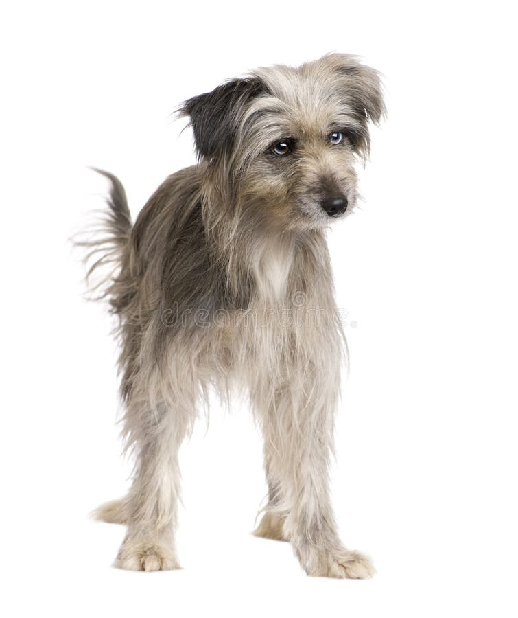 Pyrenean Shepherd (1 year) stock photo. Image of pets - 7274008