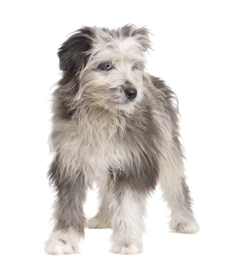 Pyrenean Shepherd (18 Weeks) Stock Photo - Image of beast, studio: 7273982